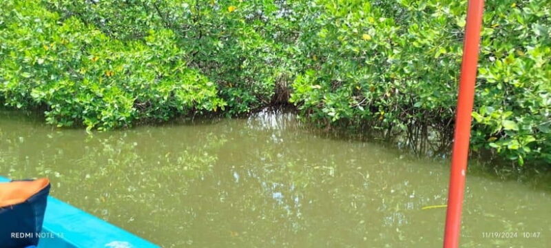 Nilaveli: Lagoon Boat Safari with Mangrove Exploration - Practical Details and Tips