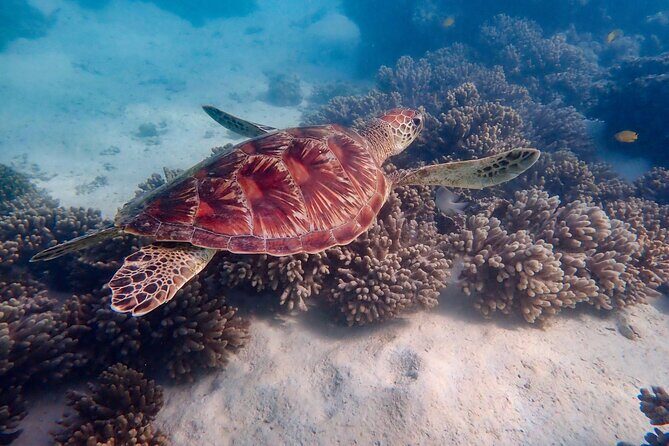 Ningaloo In A Full day Hike and Snorkel Tour - An In-Depth Look at the Itinerary