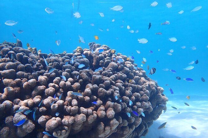 Ningaloo In A Full day Hike and Snorkel Tour - Who Will Appreciate This Tour?