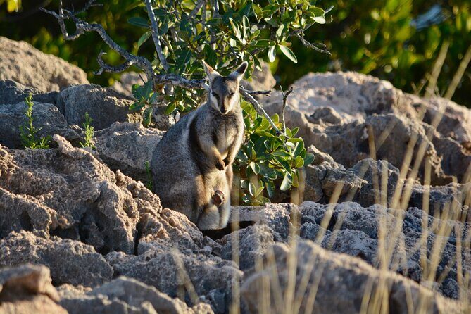 Ningaloo In A Full day Hike and Snorkel Tour - The Sum Up