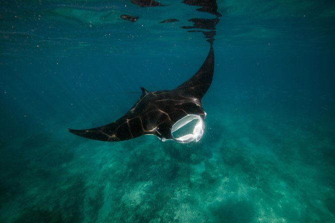 Ningaloo Reef Snorkel and Wildlife Adventure - Why This Tour Stands Out