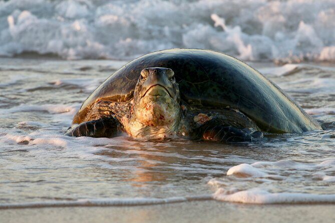 Ningaloo Turtle Watching and Stargazing Tour - A Deep Dive into the Experience