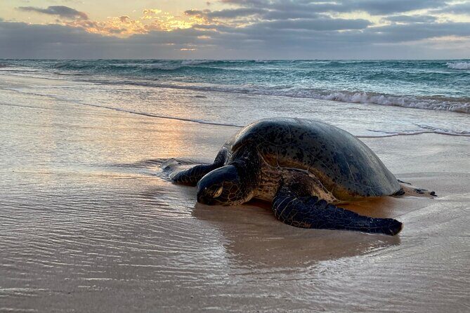 Ningaloo Turtle Watching and Stargazing Tour - The Sum Up: Who Should Consider This Tour