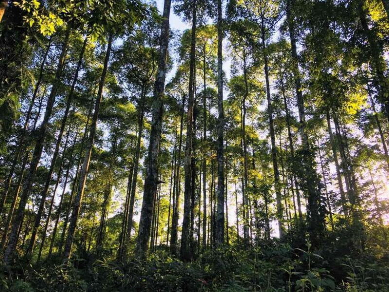 Ninh Binh: Cuc Phuong National Park Day Trip with Lunch - How the Experience Balances Cost and Value