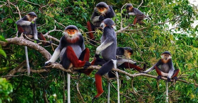 Ninh Binh : Cuc Phuong National Park One Day Group Tour - Key Points