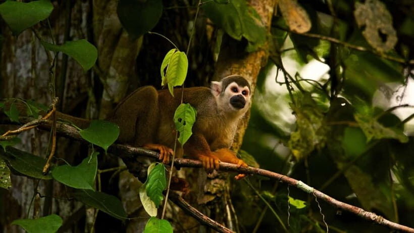 Ninh Binh: Cuc Phuong National Park -The best trekking tour - Key Points