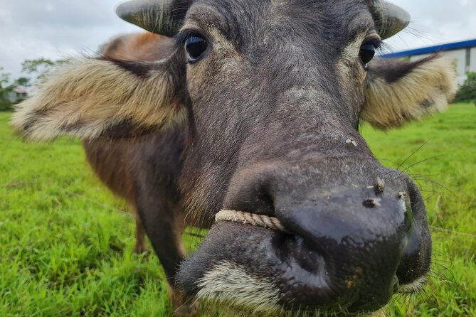 Ninh Binh Jeep/Vespa Tours: Highlights & Hidden Gems - FAQ