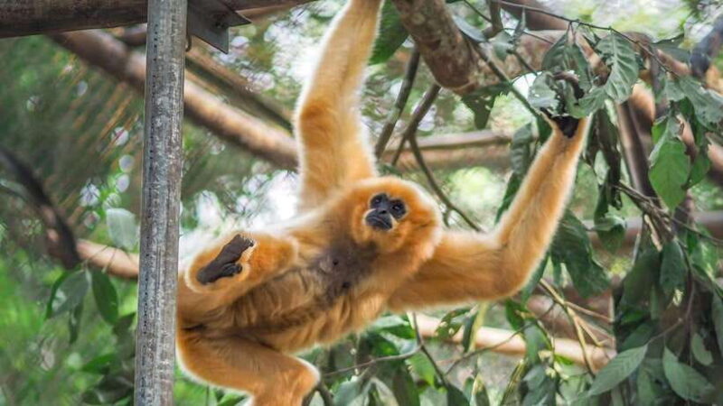 Ninh Binh Tour to Cuc Phuong - Van Long Reserve - Jeep Tours - Final Thoughts