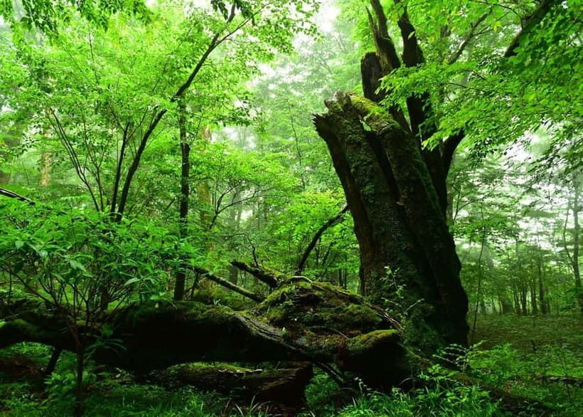 Nishiusuzuka: Fuji Forest Hiking Tour with Guide & Transfer - Key Points
