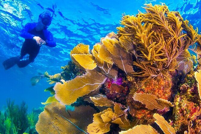 Nizuc Reef Snorkel Experience - The Experience in Detail: What to Expect