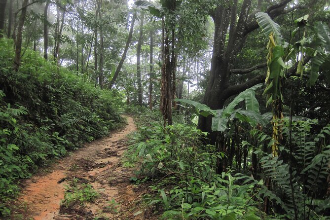 No.1 Chiang Mai: Advanced XC Downhill Biking, Doi Suthep N. Park - Is This Tour Right for You?