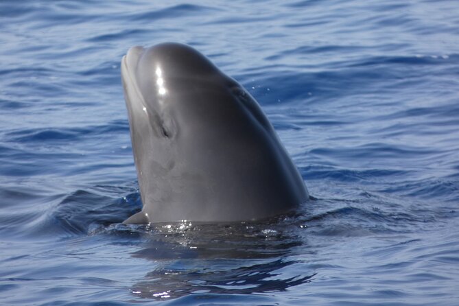 No chase Whale & Dolphin tour putting Marine Life first - we care - Sightings and Marine Life