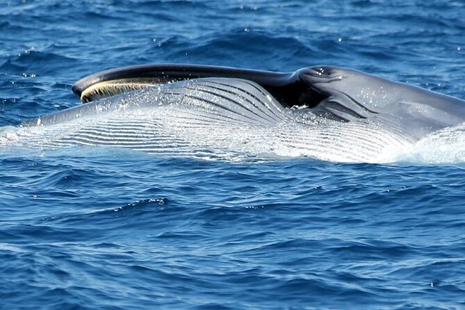 No chase Whale & Dolphin tour putting Marine Life first - we care - Value for Money and Overall Experience