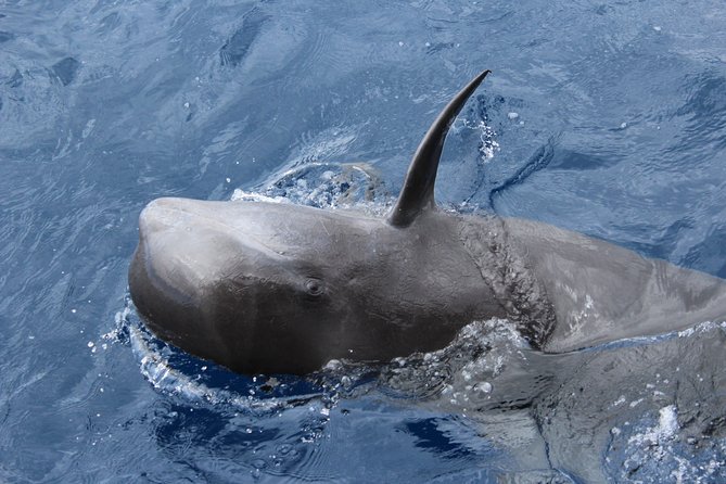 No chase Whale & Dolphin tour putting Marine Life first - we care - Practical Details and Tips