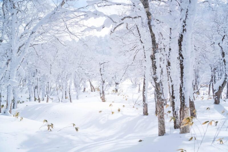 Noboribetsu: Orofure Pass Snowshoeing Tour - Key Points