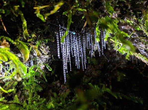 Nocturnal adventure Glow-worm tour - The Itinerary in Detail