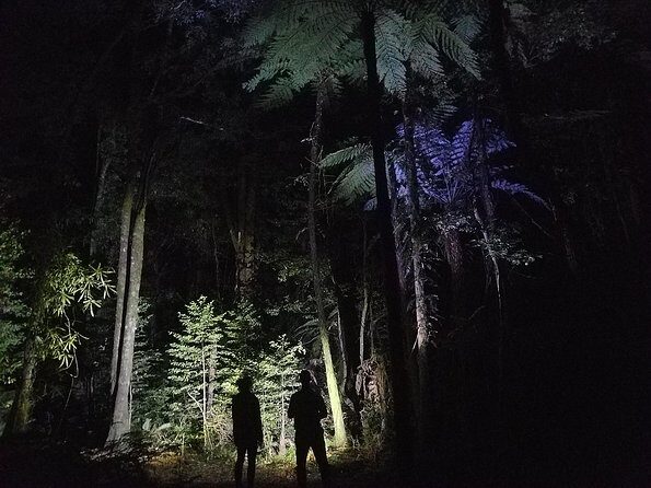 Nocturnal adventure Glow-worm tour - The Bottom Line