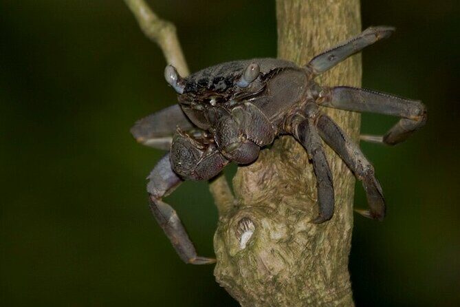 Nocturnal Secrets: A Mangrove Adventure - Key Points