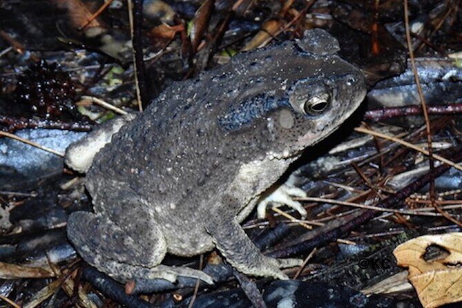 Nocturnal Secrets: A Mangrove Adventure - An In-Depth Look at the Mangrove Night Walk