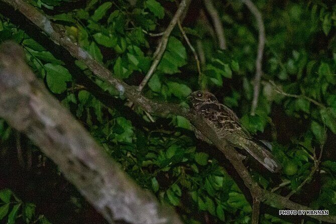 Nocturnal Secrets: A Mangrove Adventure - What’s Included and What to Bring