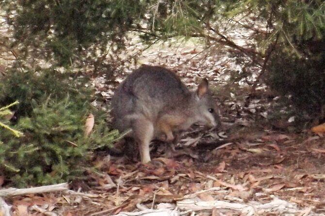 Nocturnal Tour of Kangaroo Island - Value and Practicality