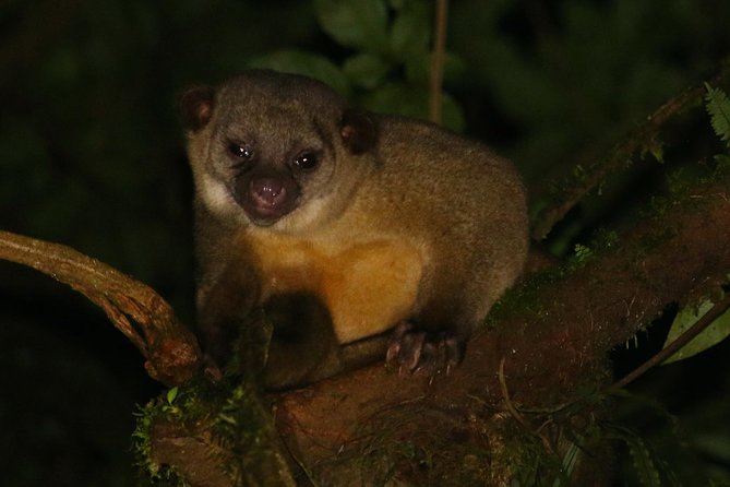 Nocturnal Walk in the Hanging Bridges - Guided Tour for Enhanced Appreciation