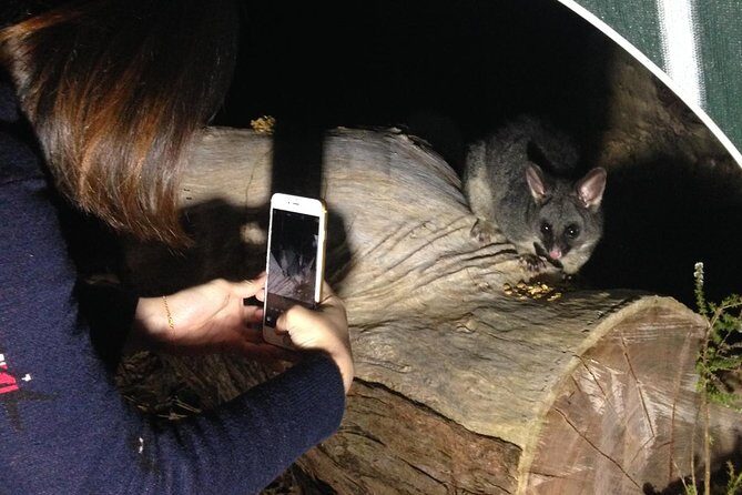 Nocturnal Wildlife Tour from Busselton or Dunsborough - An In-Depth Look at the Nocturnal Wildlife Tour