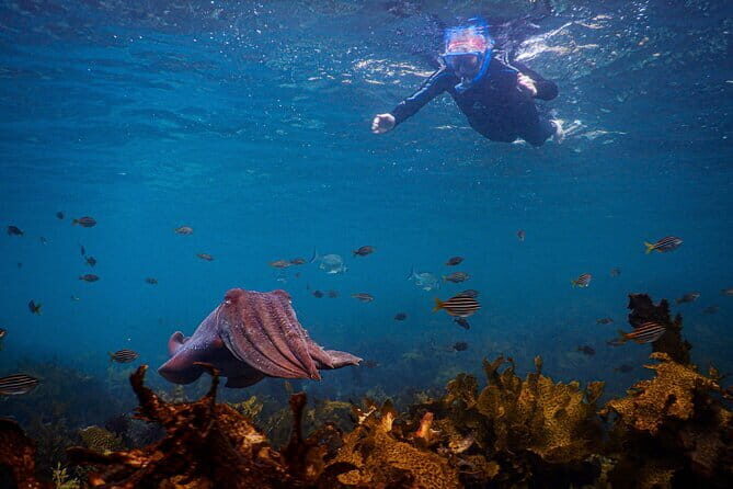 Non Swimmers Discovery Tour ocean - FAQs