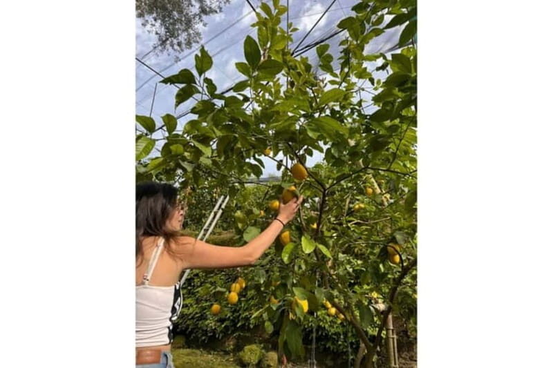Nonna Concettina Sorrento lemon tour Lemon Tour - An In-Depth Look at the Nonna Concettina Lemon Tour