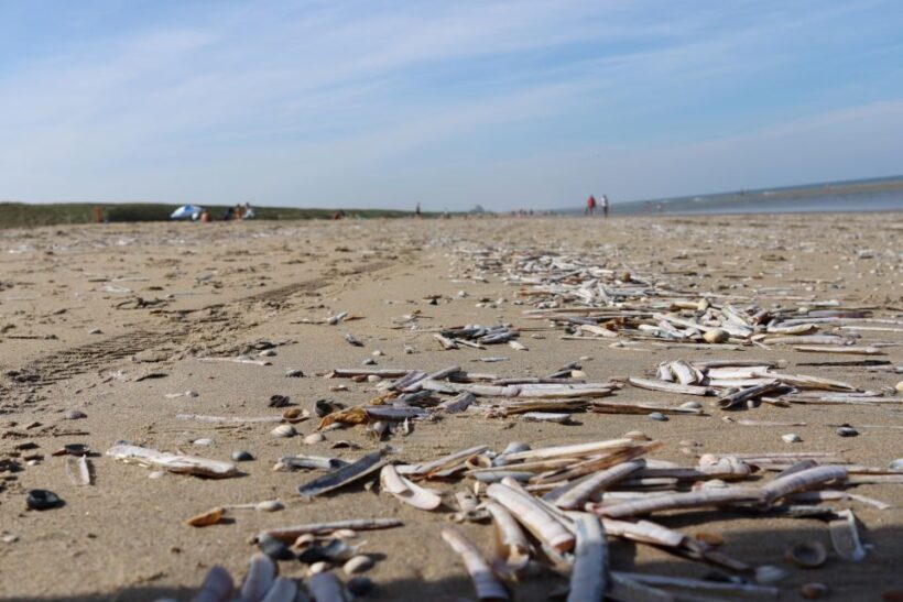 Noordwijk: Beach and Dunes Bike Tour - FAQ