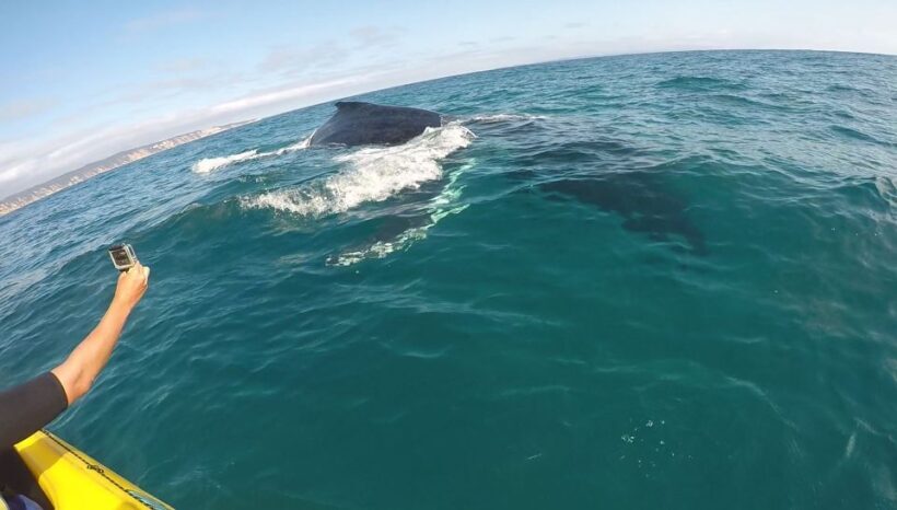 Noosa: Dolphin Sea Kayak & Beach 4X4 Tour (in National Park) - The Sum Up