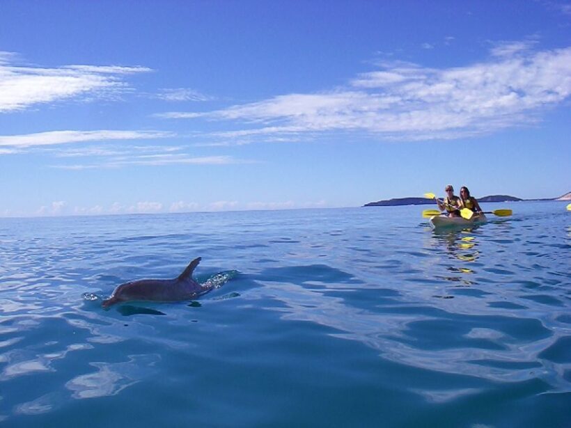 Noosa: Dolphin Sea Kayak & Beach 4X4 Tour (in National Park) - FAQ
