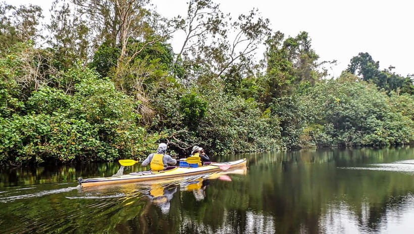 Noosa Everglades: Truly Sustainable Guided KAYAK Tour - Key Points