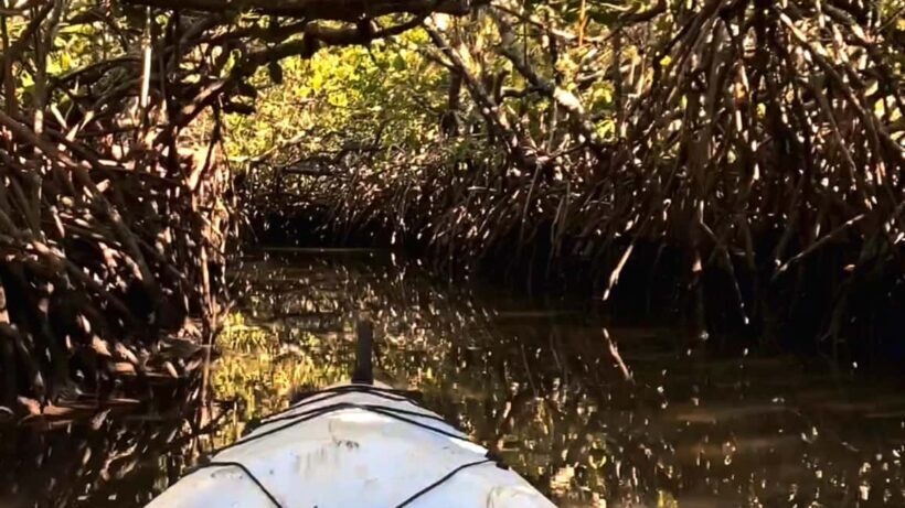 Noosa Heads: Hidden Waterways Wildlife Kayak (Fully Guided) - Key Points