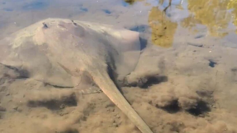 Noosa Heads: Hidden Waterways Wildlife Kayak (Self-Guided) - Who This Tour Is Perfect For