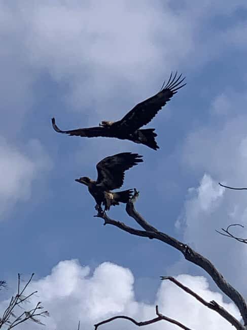 Noosa Heads: Hidden Waterways Wildlife Kayak (Self-Guided) - Authentic Traveler Perspectives