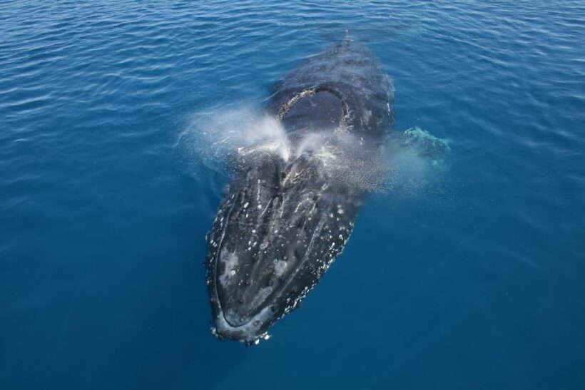 Noosa: Humpback Whale Watching Tour - The Itinerary in Detail