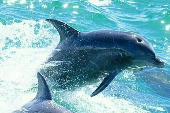 Noosa ocean adventure & Dolphin safari. - FAQ