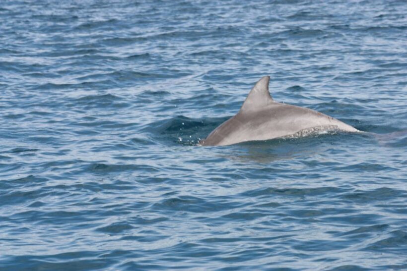 Noosa Ocean adventure & Dolphin Safari. - The Scenic Highlights