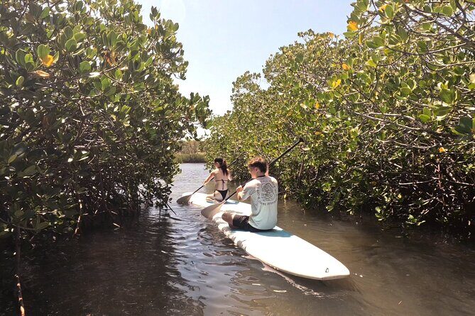 Noosa Stand Up Paddle & Mangrove Tunnel Tour - The Experience and Its Highlights