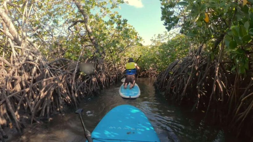 Noosa Stand Up Paddle & Mangrove Tunnel Tour (Self Guided) - Key Points