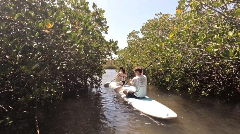 Noosa Stand Up Paddle & Mangrove Tunnel Tour (Self Guided) - Wildlife and Natural Highlights