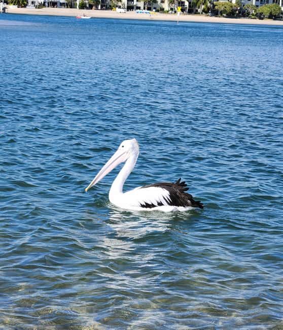 Noosa Stand Up Paddle & Mangrove Tunnel Tour (Self Guided) - The Value of a Self-Guided Experience
