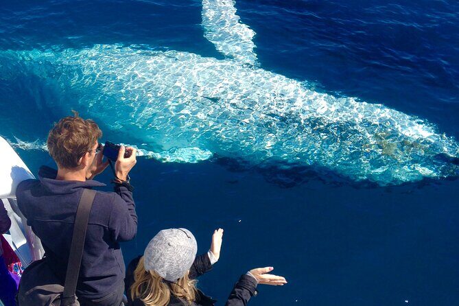 Noosa Whale Watching Adventure Cruise - Key Points