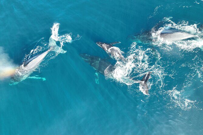 Noosa Whale Watching Adventure Cruise - Why This Tour Continues to Earn Great Reviews