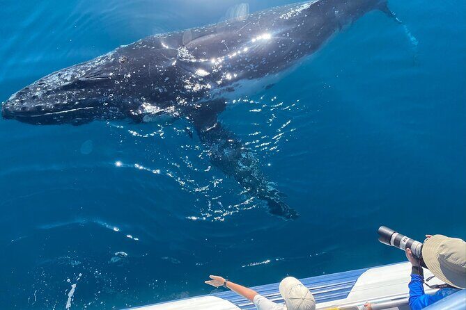 Noosa Whale Watching Adventure Cruise - FAQs