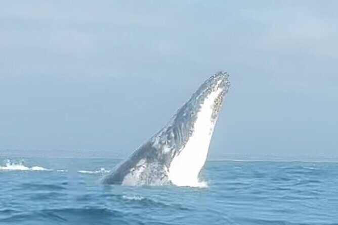 Noosa Whale Watching Cruise  Humpback Whale Adventure - Why Choose This Tour?