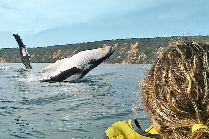 Noosa Whale Watching On Ocean Kayaks & Beach 4X4 Tour - Key Points