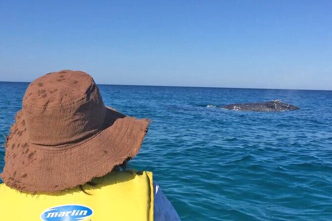 Noosa Whale Watching On Ocean Kayaks & Beach 4X4 Tour - What to Expect: An Authentic and Active Day
