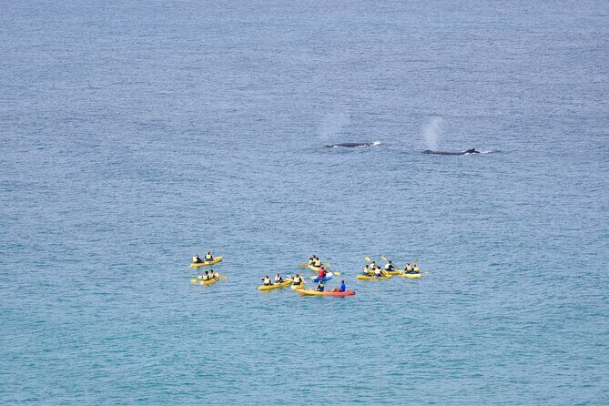 Noosa Whale Watching On Ocean Kayaks & Beach 4X4 Tour - Who Should Book This Tour?